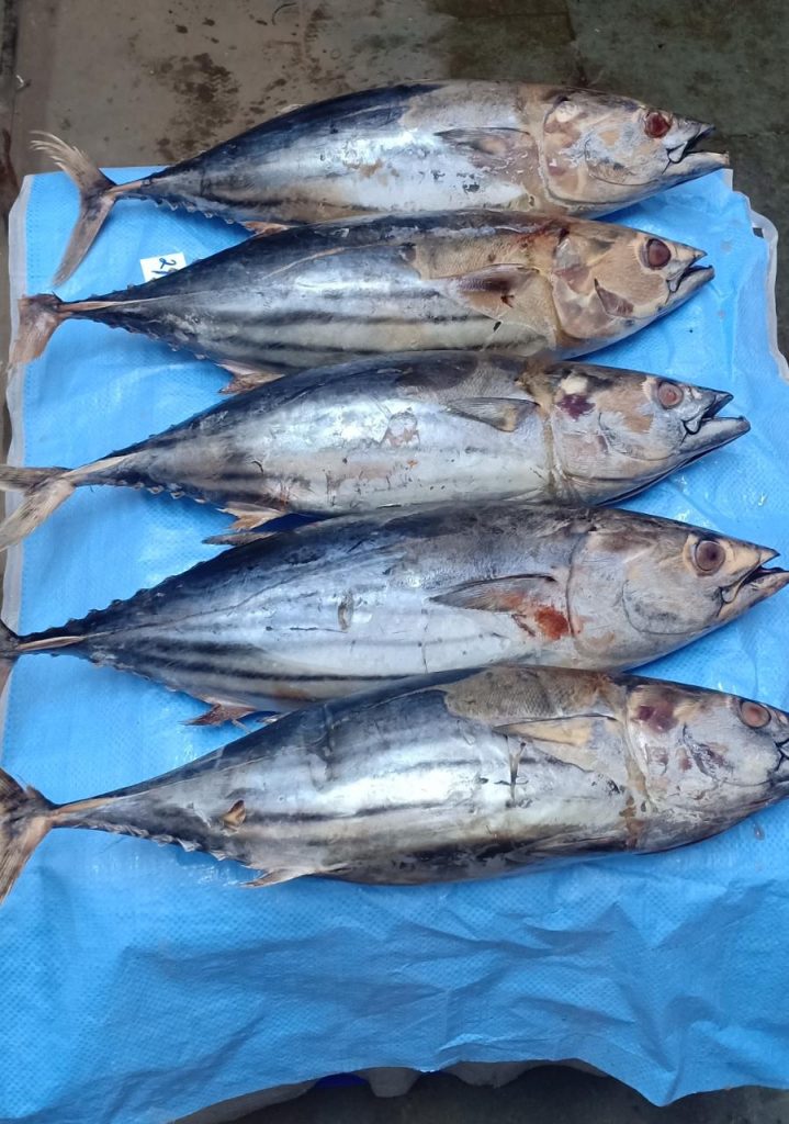 SKIPJACK FISH – Globus Exports